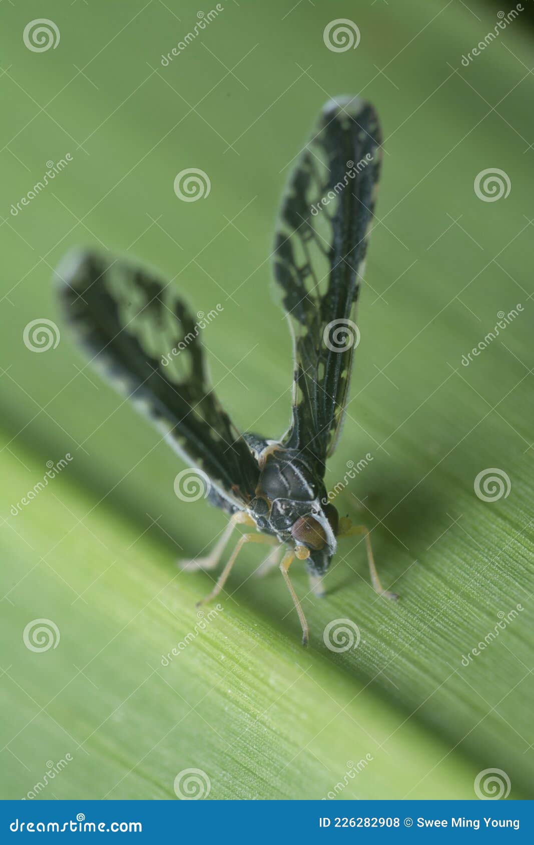 Long-winged Kite Spider - Gasteracantha Versicolor Royalty-Free Stock ...