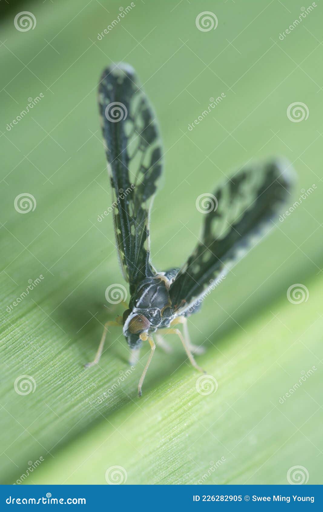 Long-winged Tiny Derbid Planthopper Insect Stock Image - Image of ...