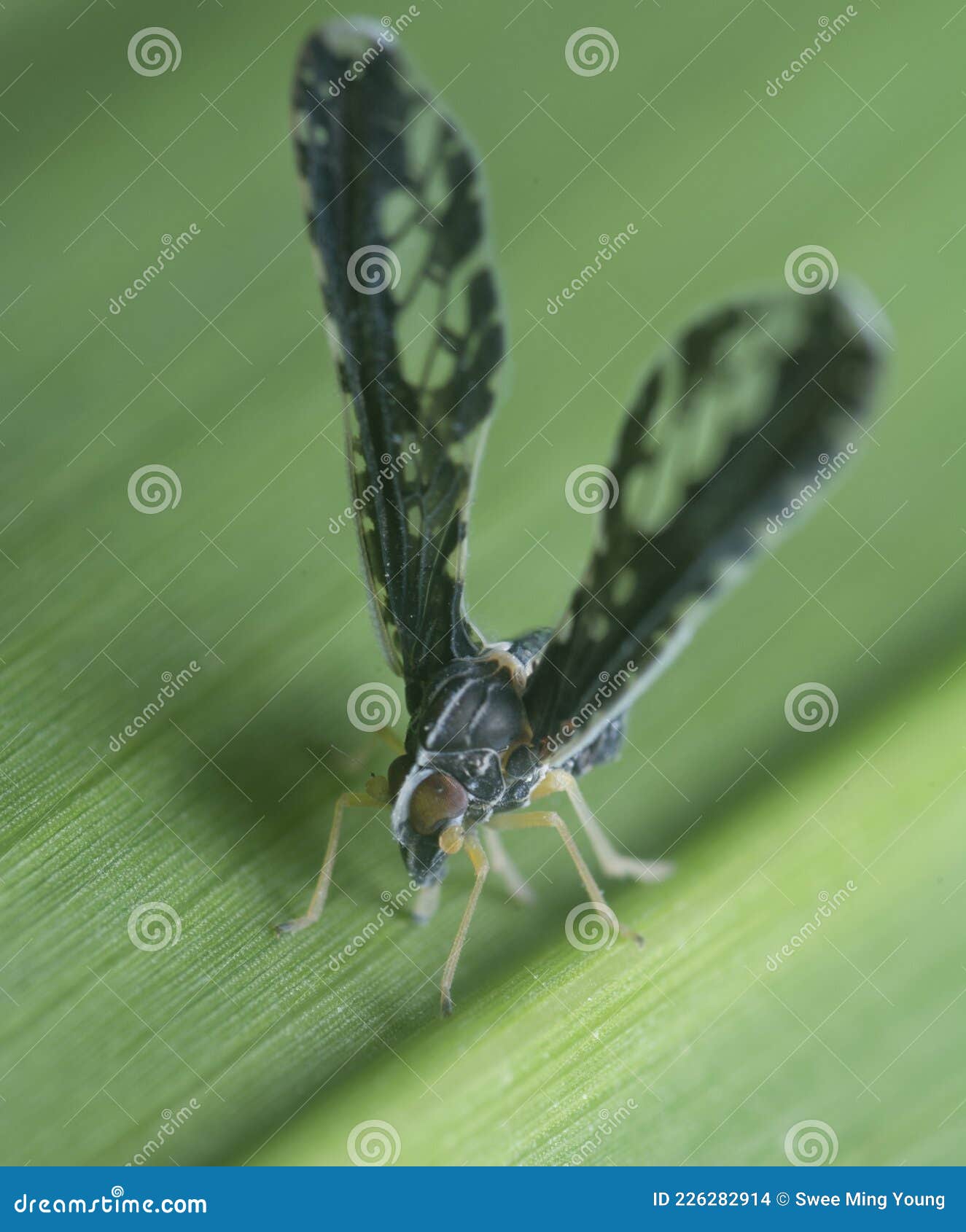 Long-winged Tiny Derbid Planthopper Insect Stock Photo - Image of long ...