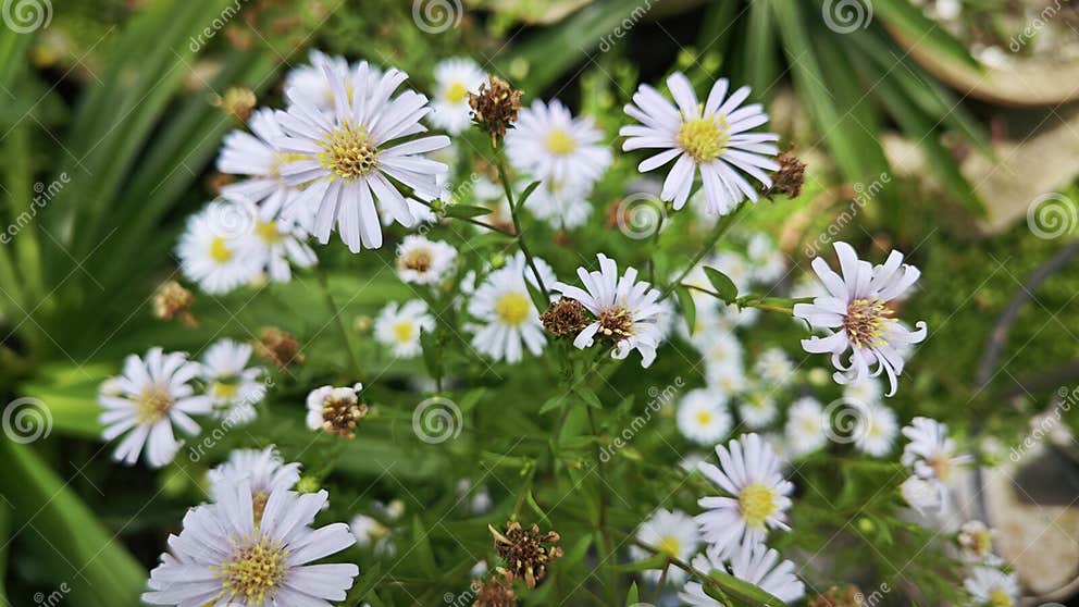 Looking at the Cluster of White Panicle Aster Flower. Stock Photo ...