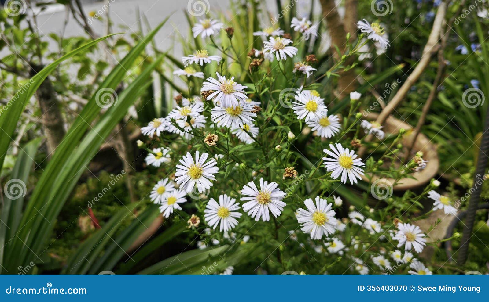 Looking at the Cluster of White Panicle Aster Flower. Stock Photo ...