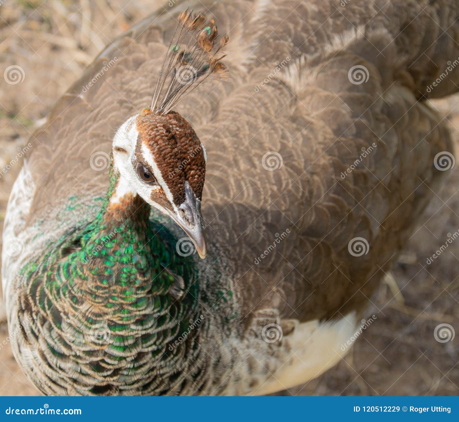 Peahen from above stock image. Image of aves, park, bird - 120512229