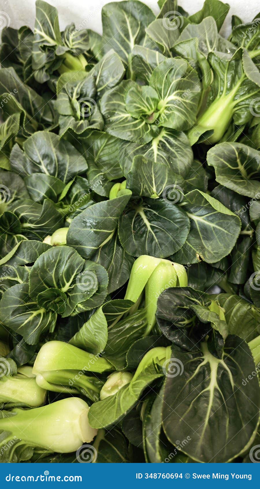 Looking Down on the Stack of Fresh Green Pak Choi Vegetable Stock Photo ...