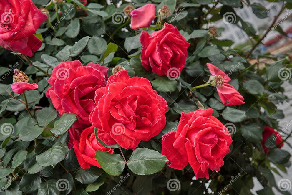 Looking at the Flowery Red China Rose Tree. Stock Photo - Image of ...