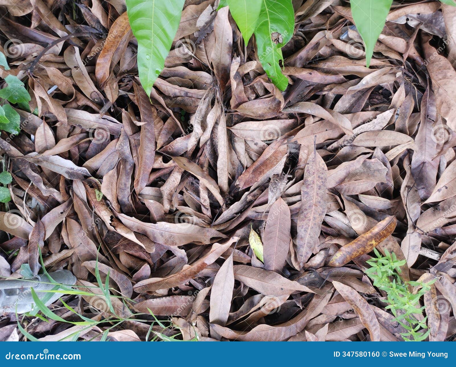 Looking on the the Surface Ground of Dried Fallen Leaves Texture. Stock ...