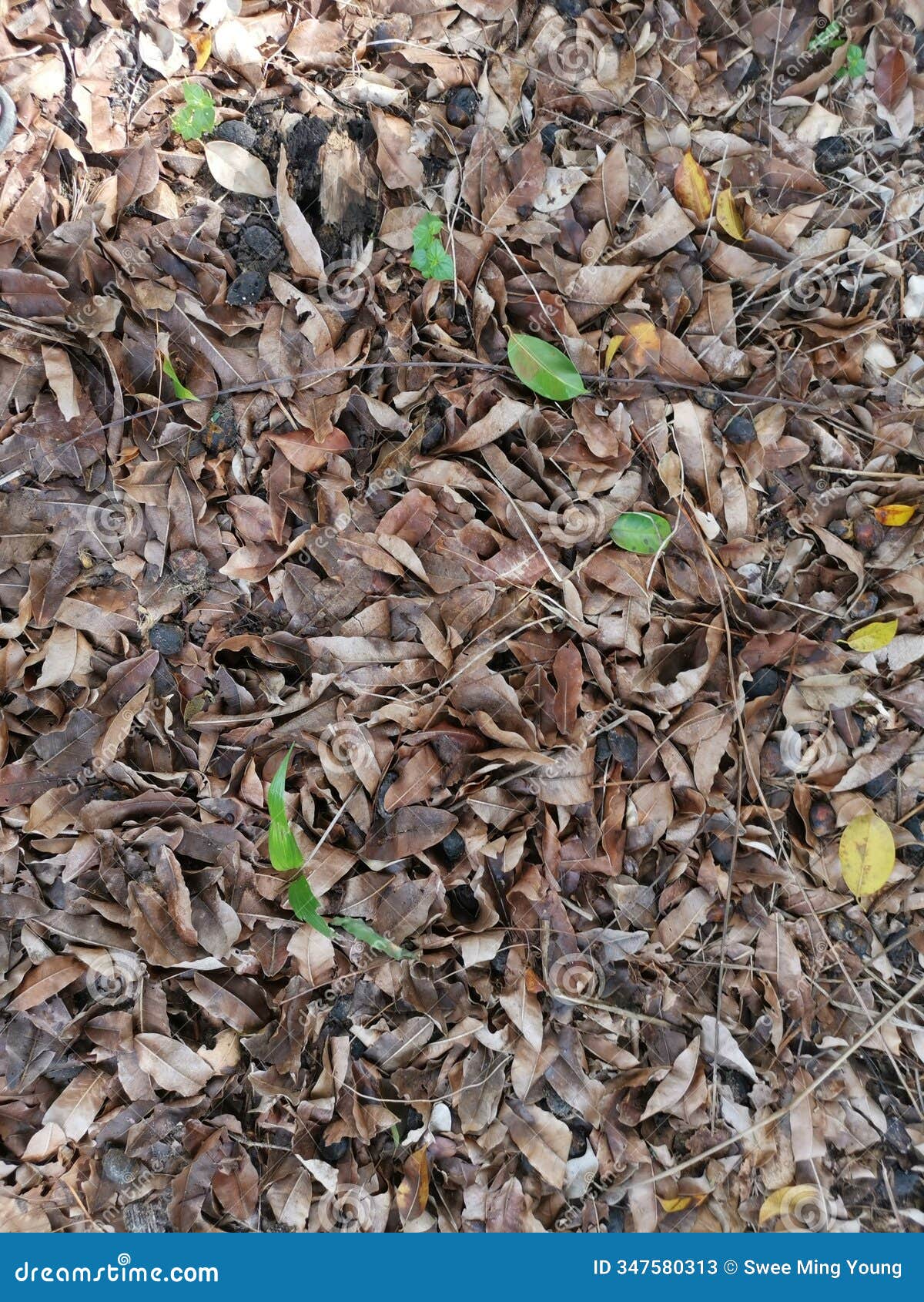 Looking on the the Surface Ground of Dried Fallen Leaves Texture. Stock ...