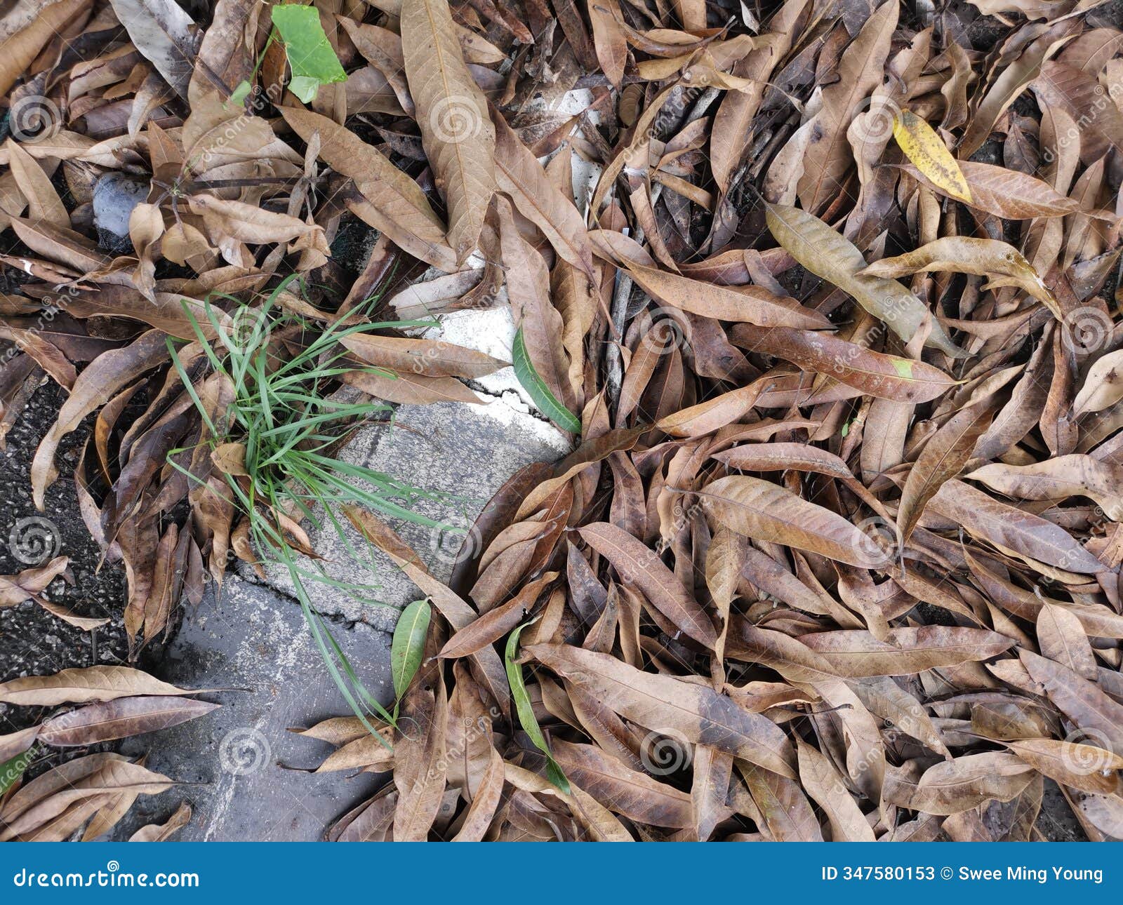 Looking on the the Surface Ground of Dried Fallen Leaves Texture. Stock ...