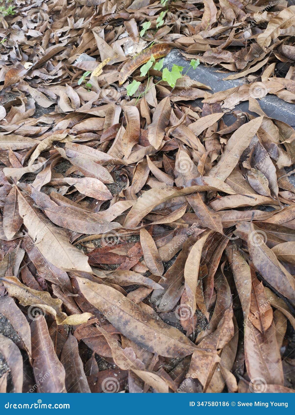 Looking on the the Surface Ground of Dried Fallen Leaves Texture. Stock ...