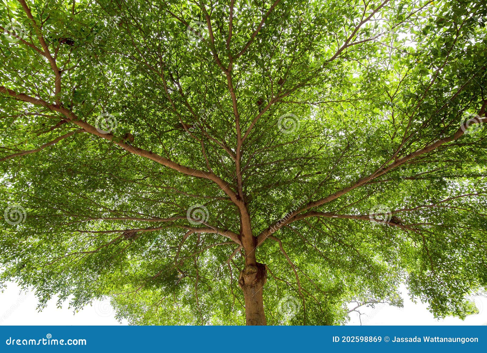 Image Looking Up from Under a Tree, a Tree with Green Leaves Isolated ...