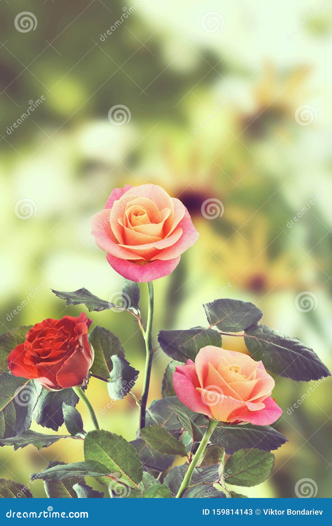 Image a lot of pink roses stock image. Image of floral - 159814143