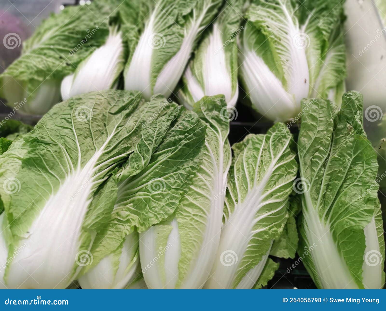 Lots of the China Long Cabbage Stock Photo - Image of nature, china ...