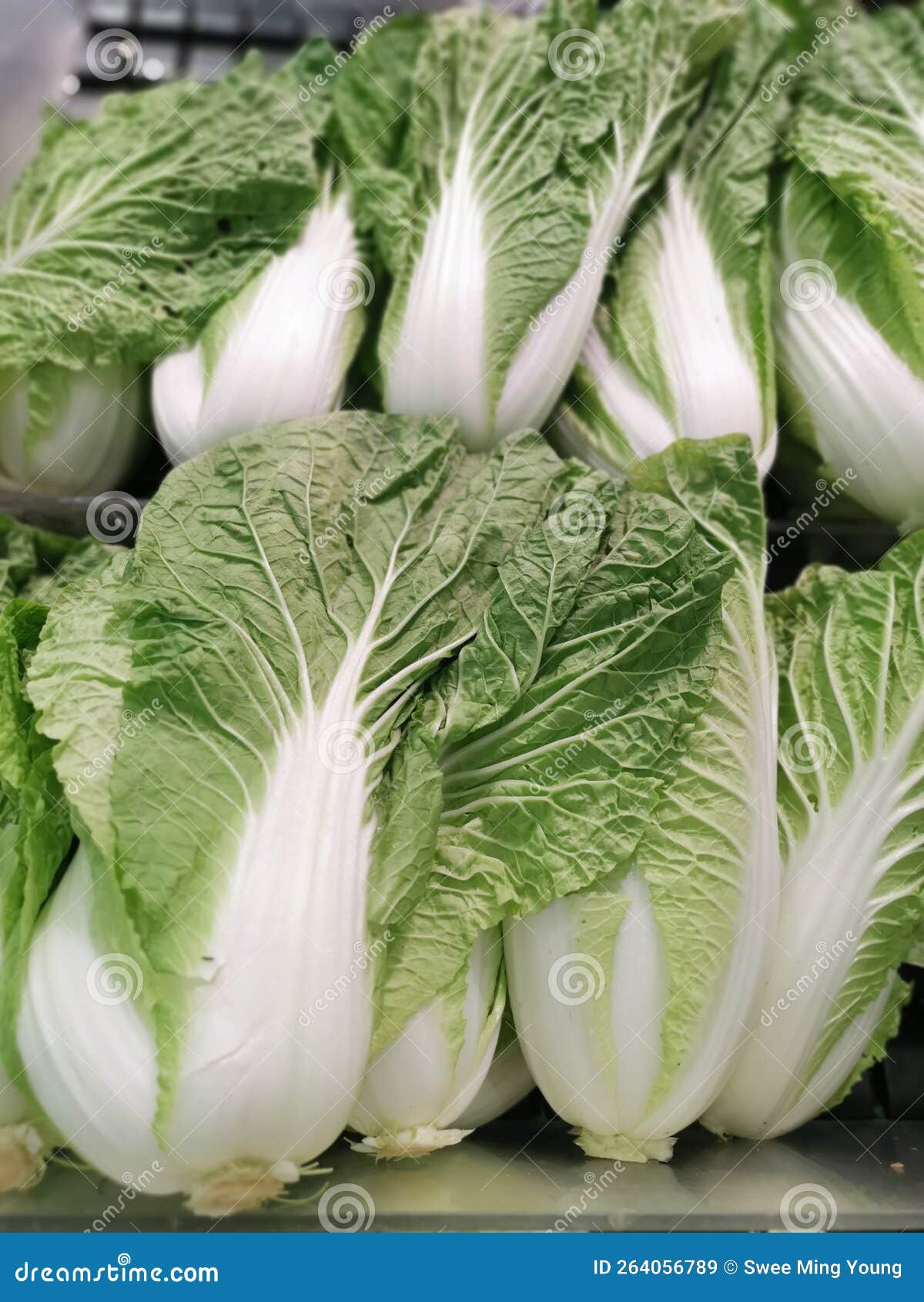 Lots of the China Long Cabbage Stock Image - Image of rapa, wongbok ...