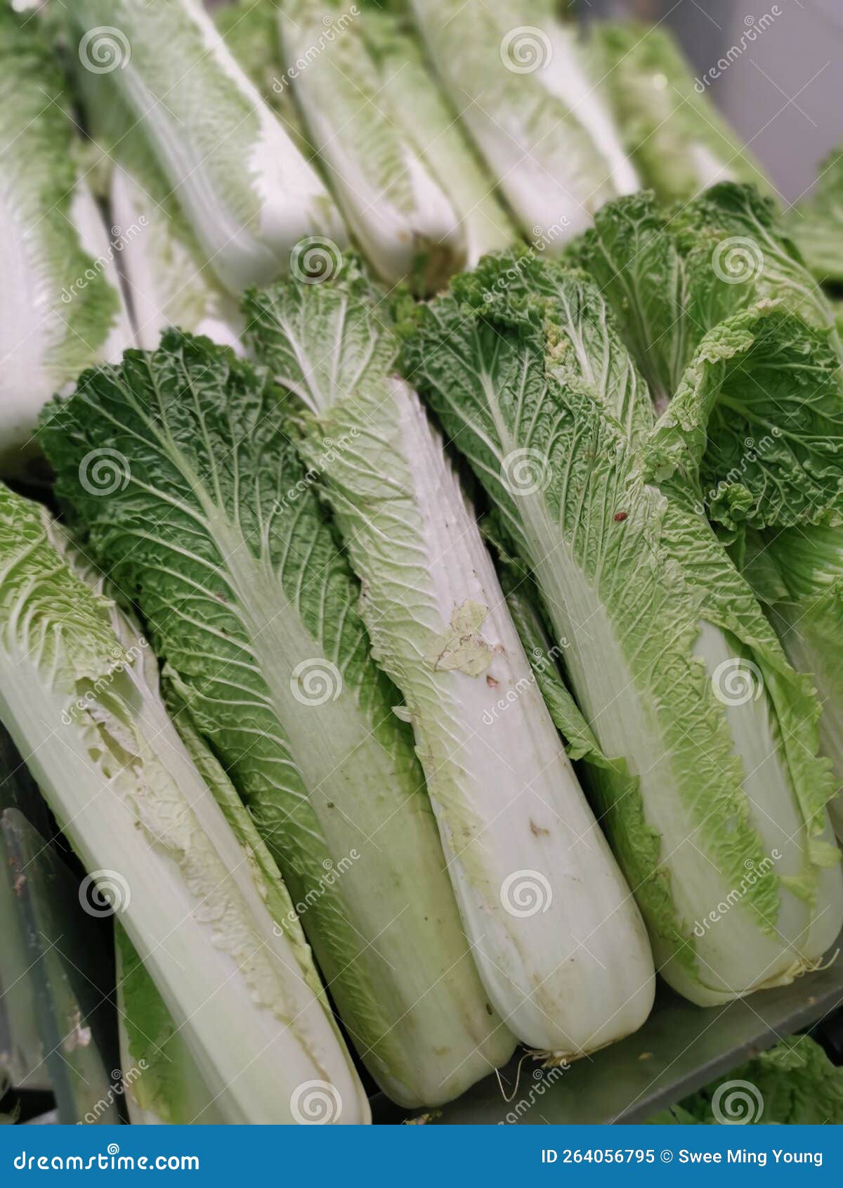 Lots of the China Long Cabbage Stock Image - Image of freshness, china ...