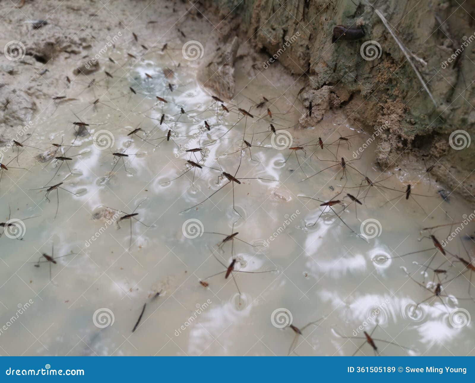 Lots of Water Strider Insects Walking on the Chalky Water Surface ...