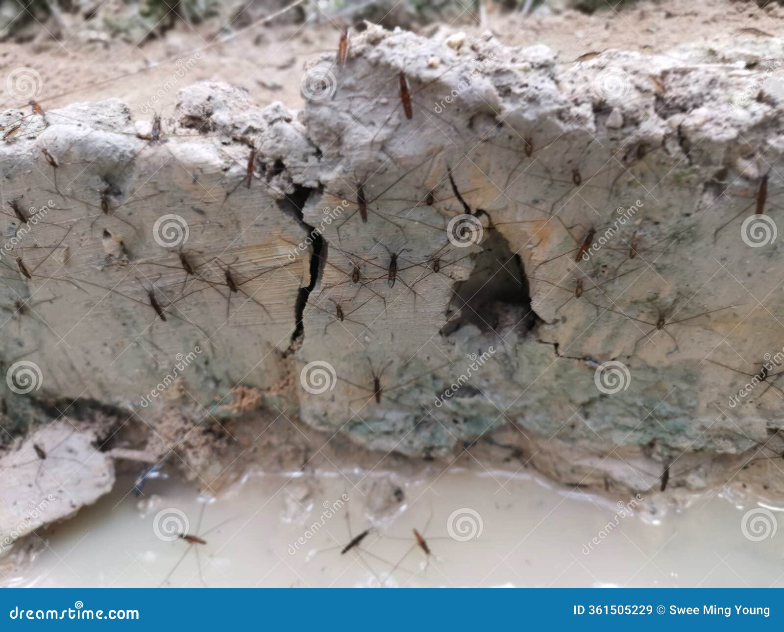 Lots of Water Strider Insects Walking on the Chalky Water Surface ...