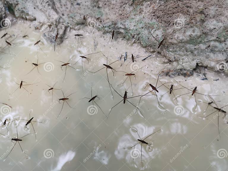 Lots of Water Strider Insects Walking on the Chalky Water Surface ...