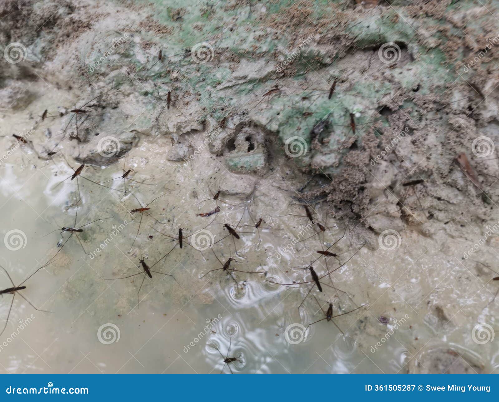 Lots of Water Strider Insects Walking on the Chalky Water Surface ...