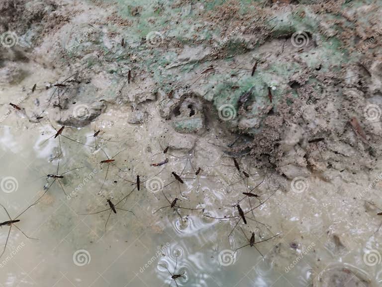 Lots of Water Strider Insects Walking on the Chalky Water Surface ...