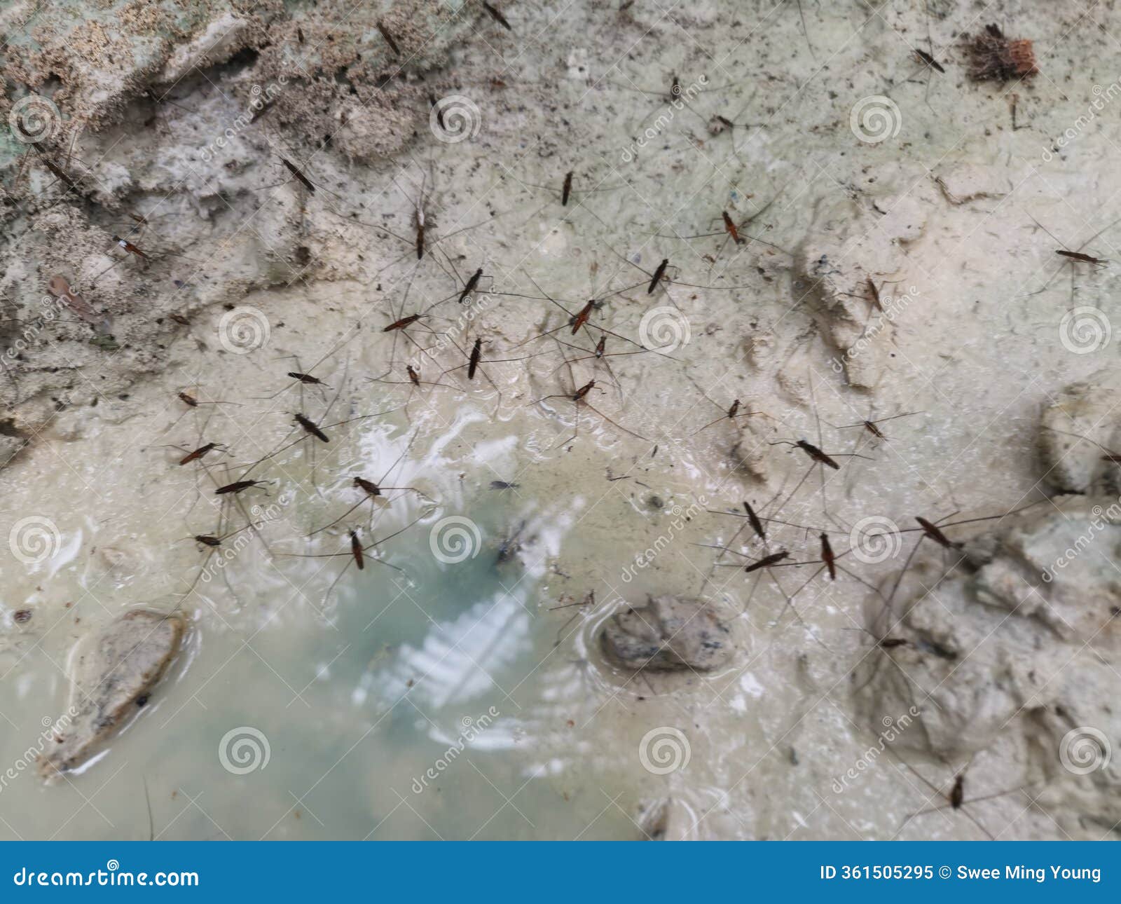 Lots of Water Strider Insects Walking on the Chalky Water Surface ...