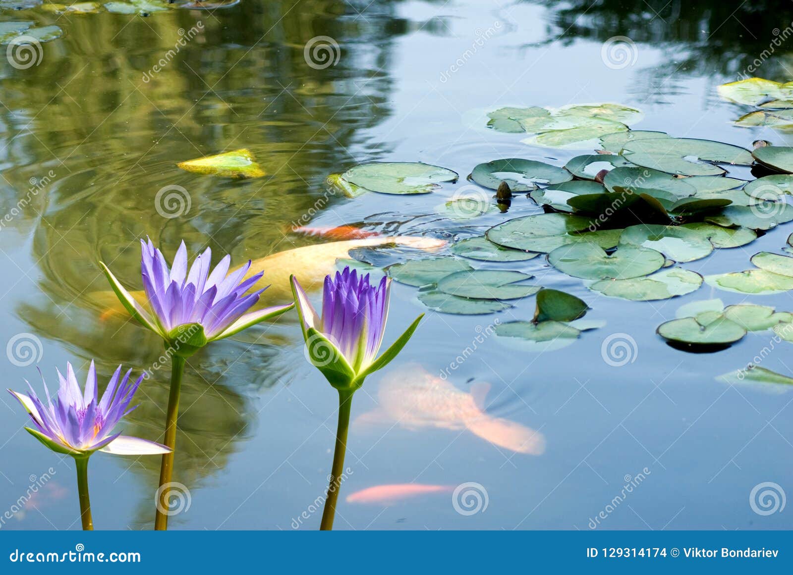 Image of Lotus and Fish in the River Closeup Stock Photo - Image of ...