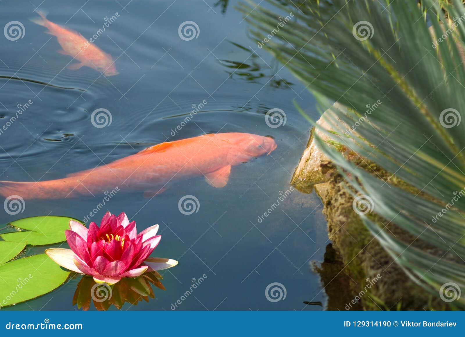 Image of Lotus and Fish in the River Closeup Stock Photo - Image of ...