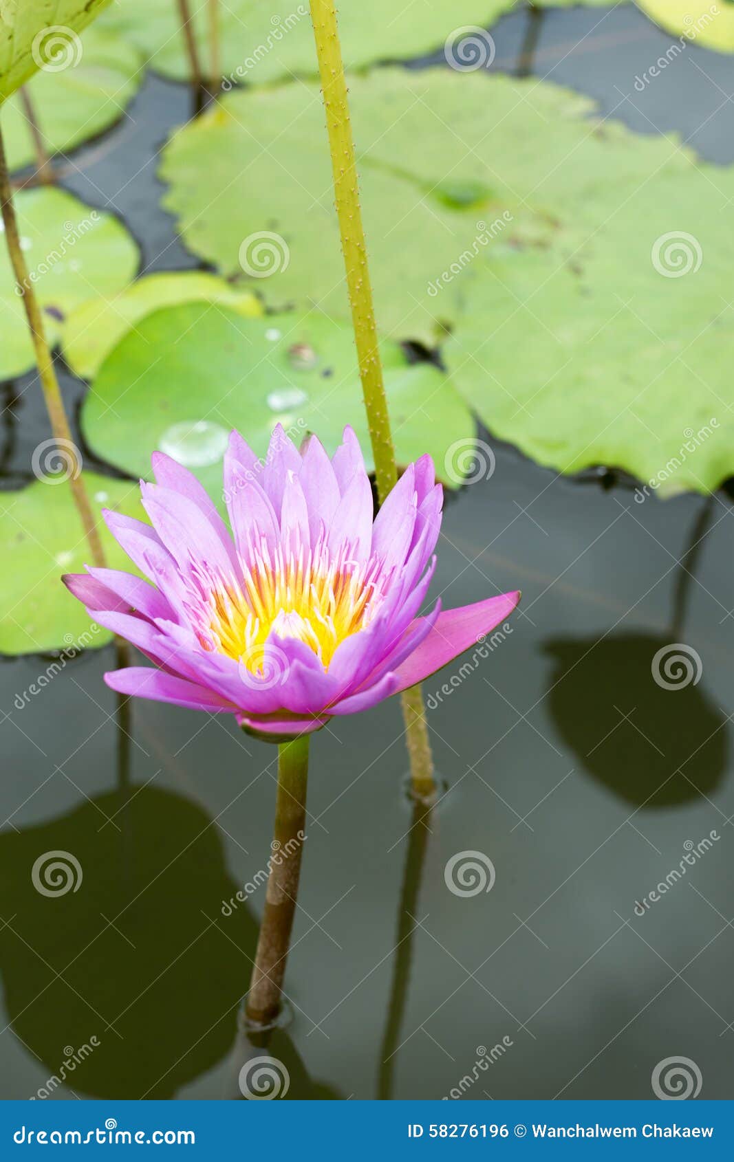 Image of a Lotus Flower on the Water Stock Photo - Image of garden ...