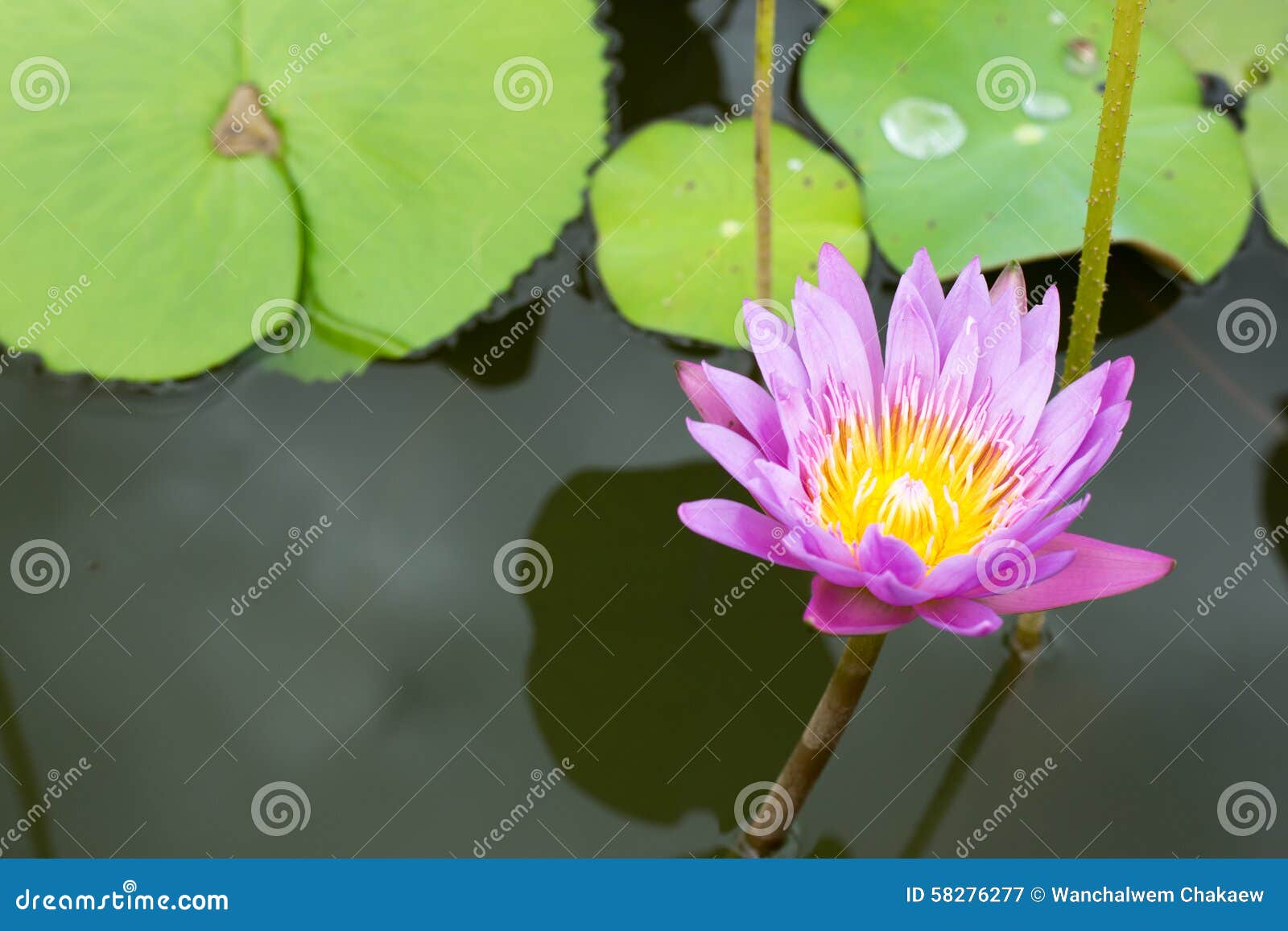 Image of a Lotus Flower on the Water Stock Image - Image of lake, park ...