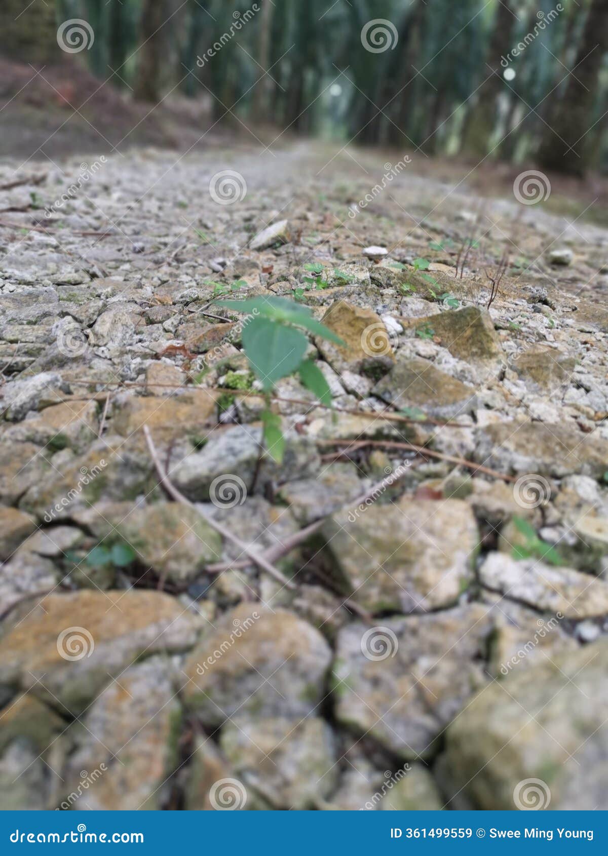 Low Angle View of the Rural Dirt Pathway into the Plantation. Stock ...