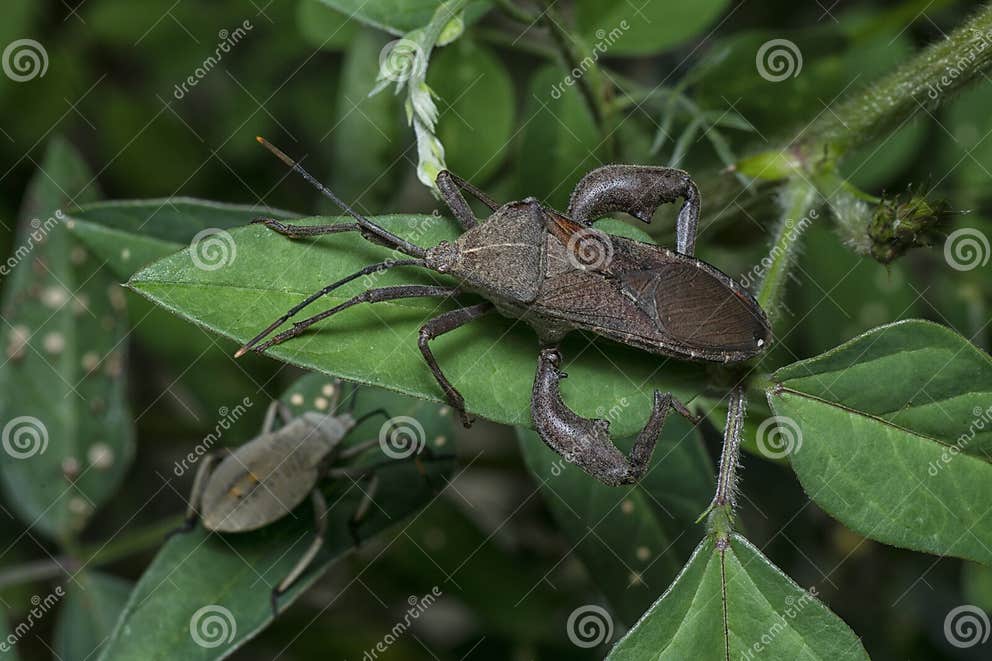 Coreid Leaf Footed Bug Climbing on the Weed Plant. Stock Image - Image ...