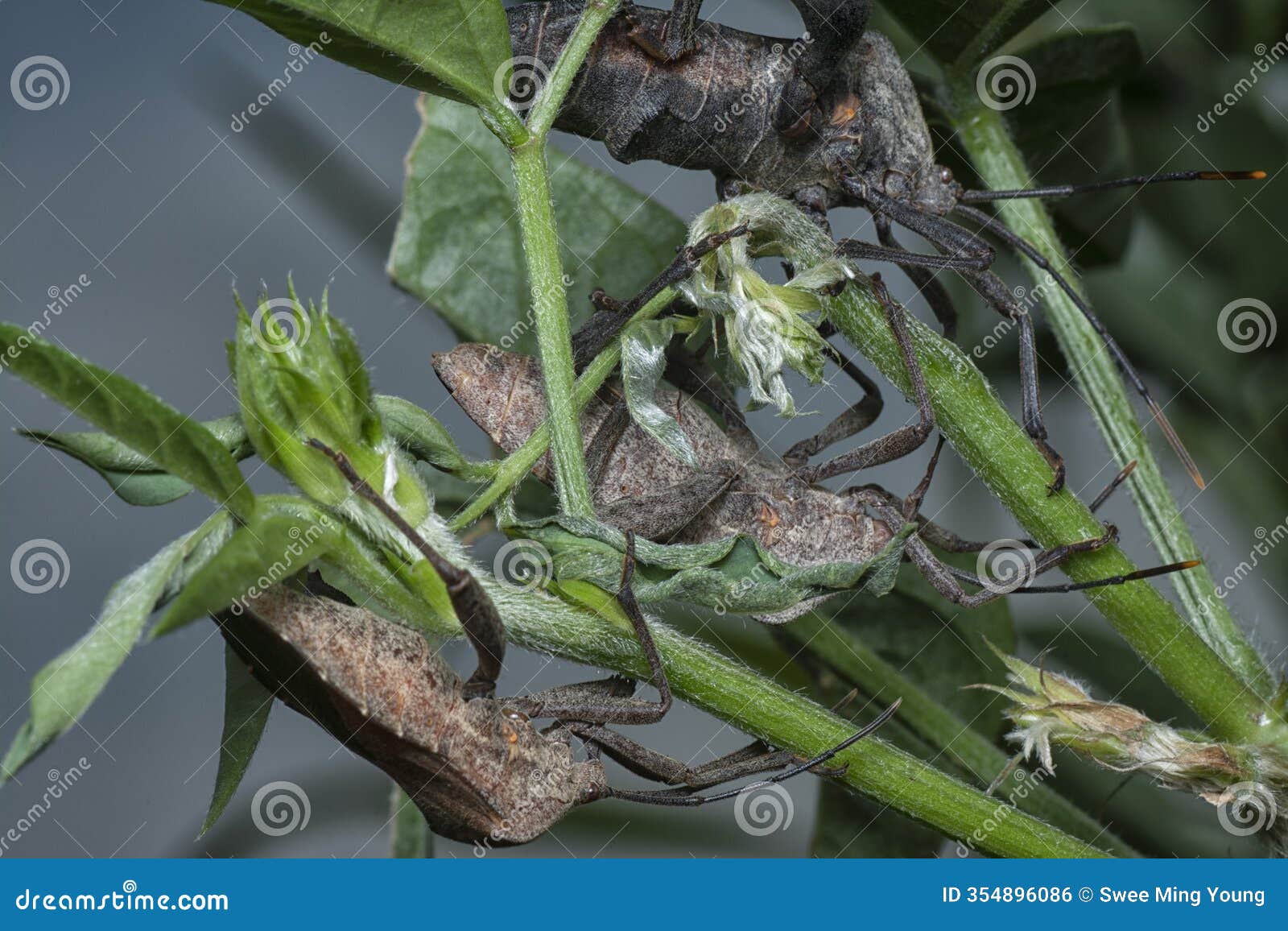 Coreid Leaf Footed Bug Climbing on the Weed Plant. Stock Photo - Image ...