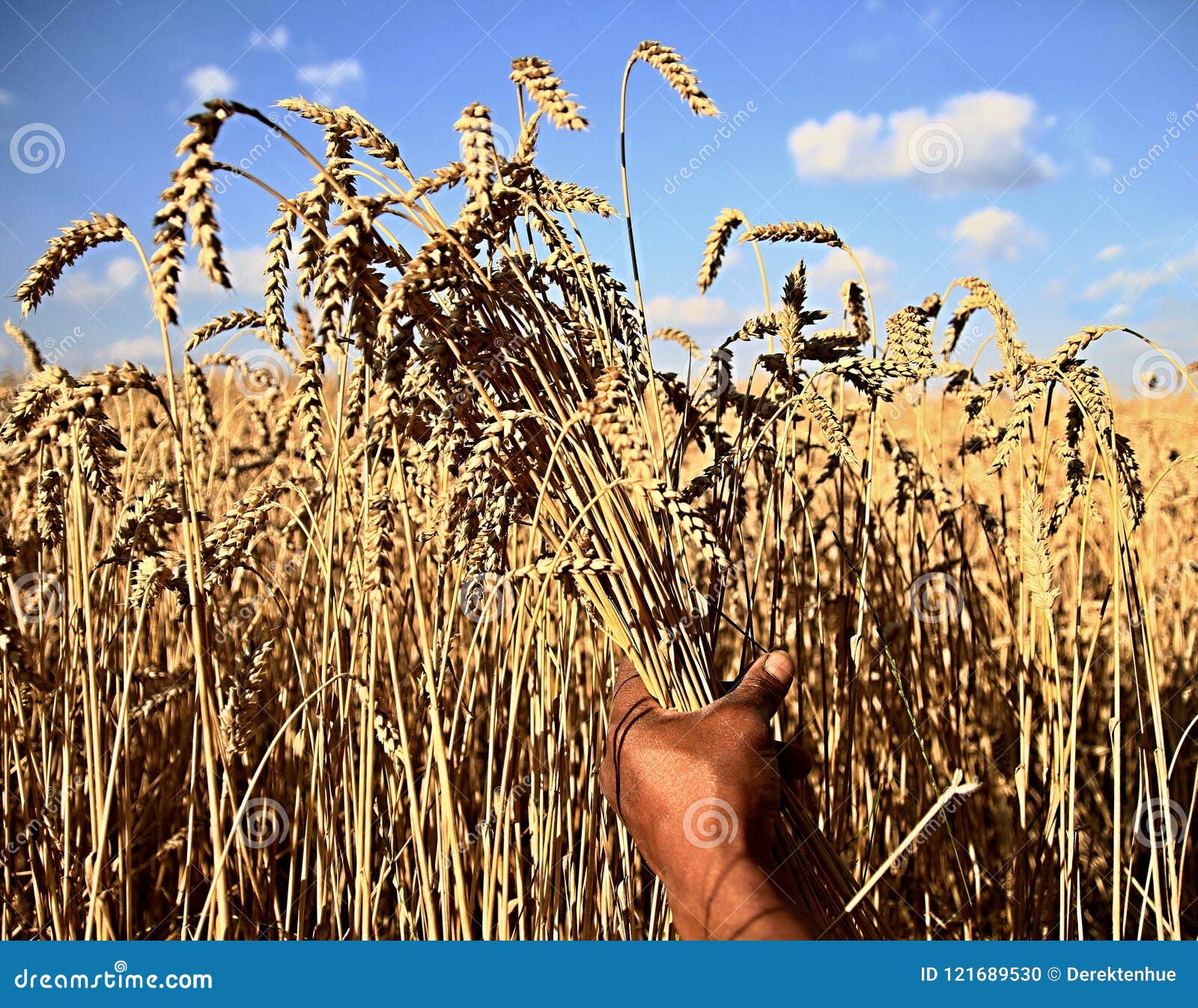 Holding a bunch of wheat stock photo. Image of beautiful - 121689530