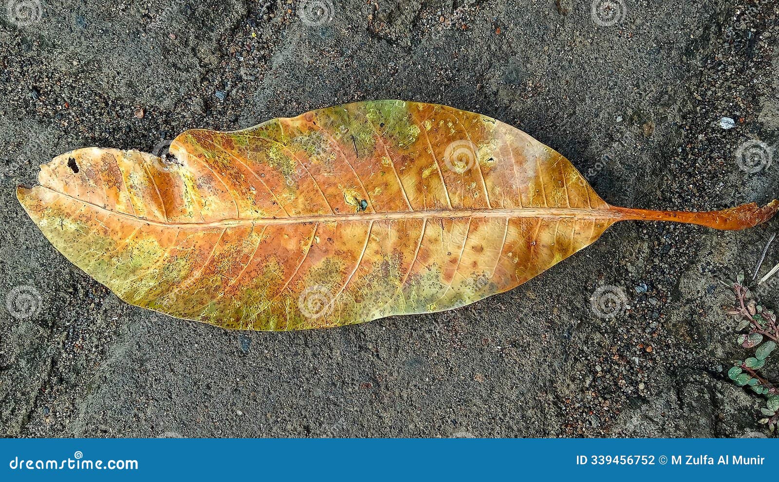 Image of Mango Tree Leaves Falling Stock Photo - Image of dried ...