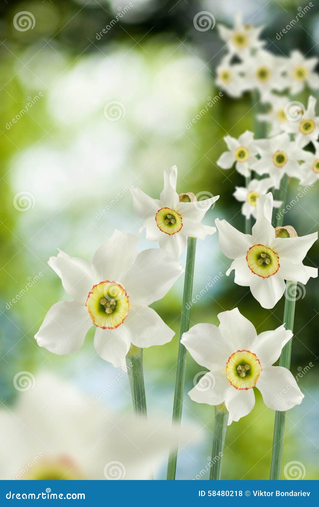 Image of Many Beautiful Flowers Stock Photo - Image of fresh, light ...