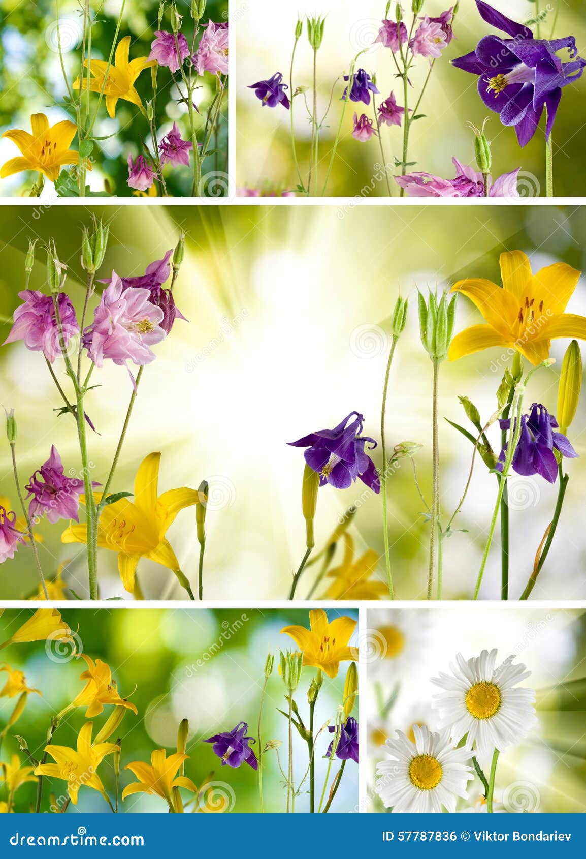 Image Many Beautiful Flowers Stock Photo - Image of celebrate, greeting ...