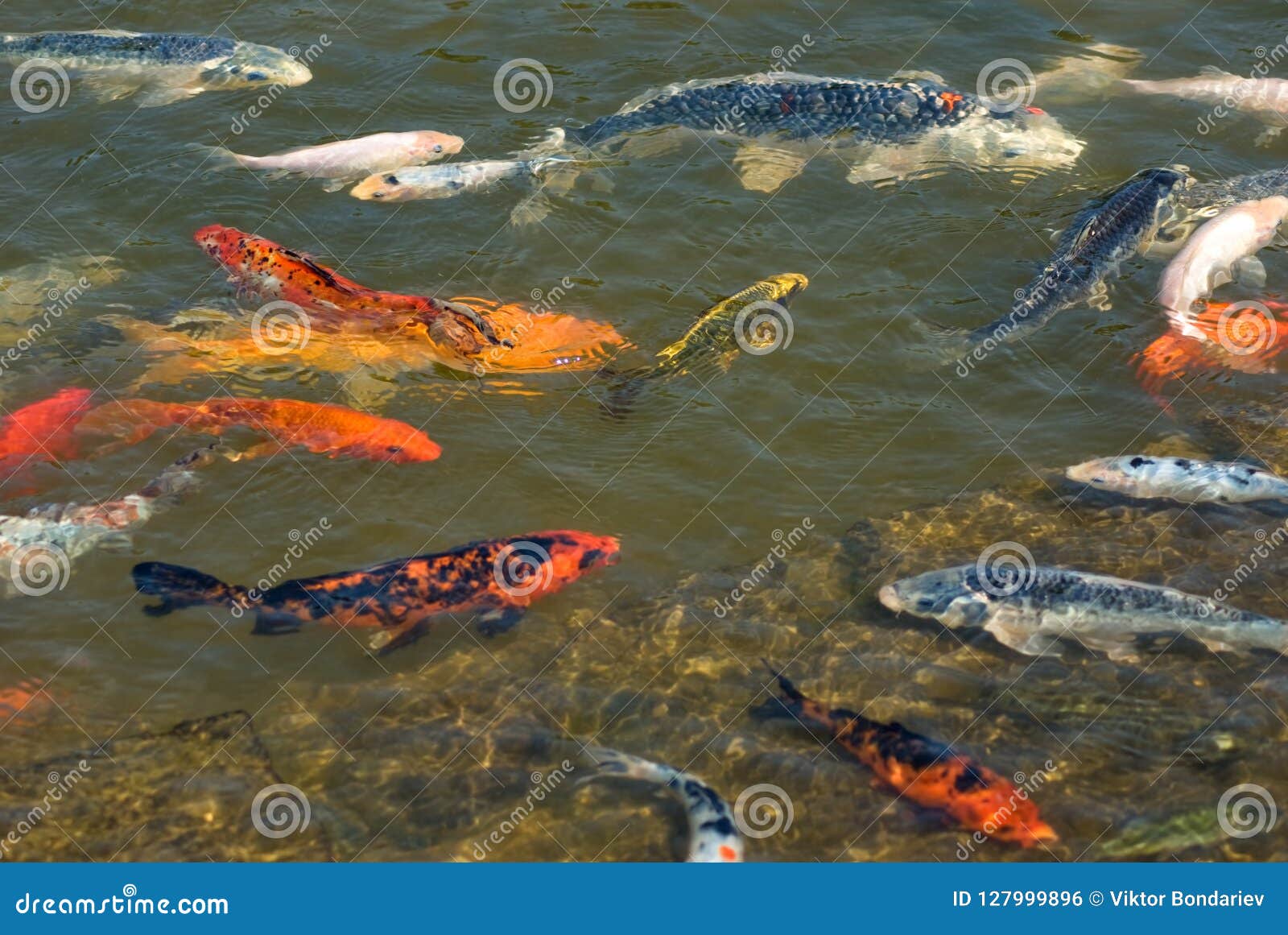 Image of Many Fish in Pond Closeup Stock Photo - Image of animal, fish ...