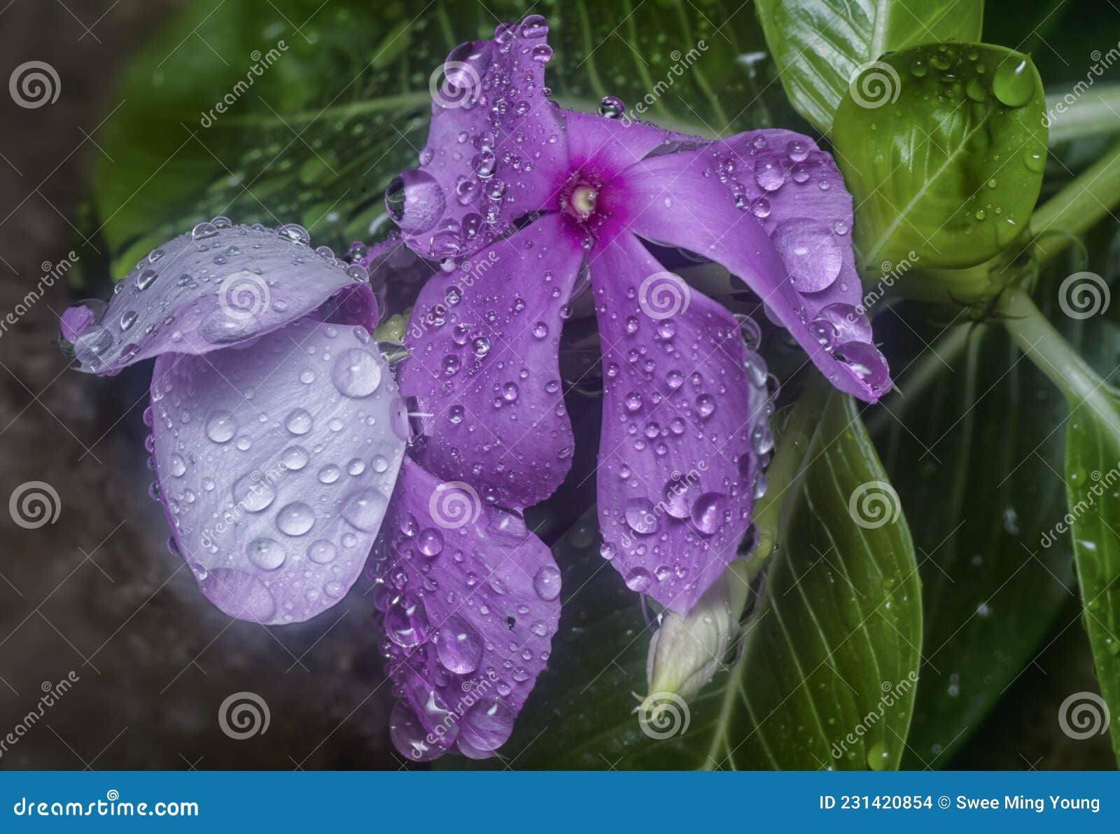 Many Tiny of Rain Droplets on the Periwinkle Petals Stock Photo - Image ...