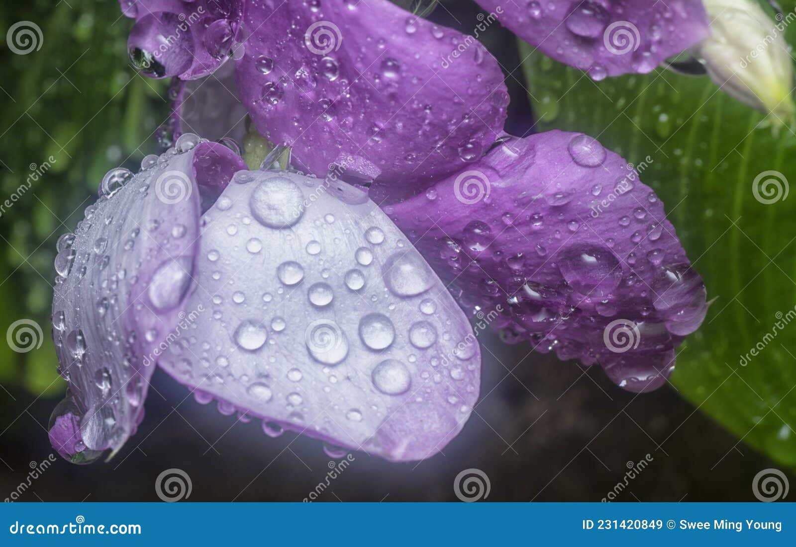 Many Tiny of Rain Droplets on the Periwinkle Petals Stock Image - Image ...
