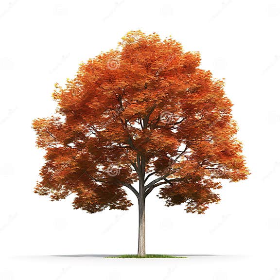 Image of Maple Tree on White Background. Nature Stock Illustration ...