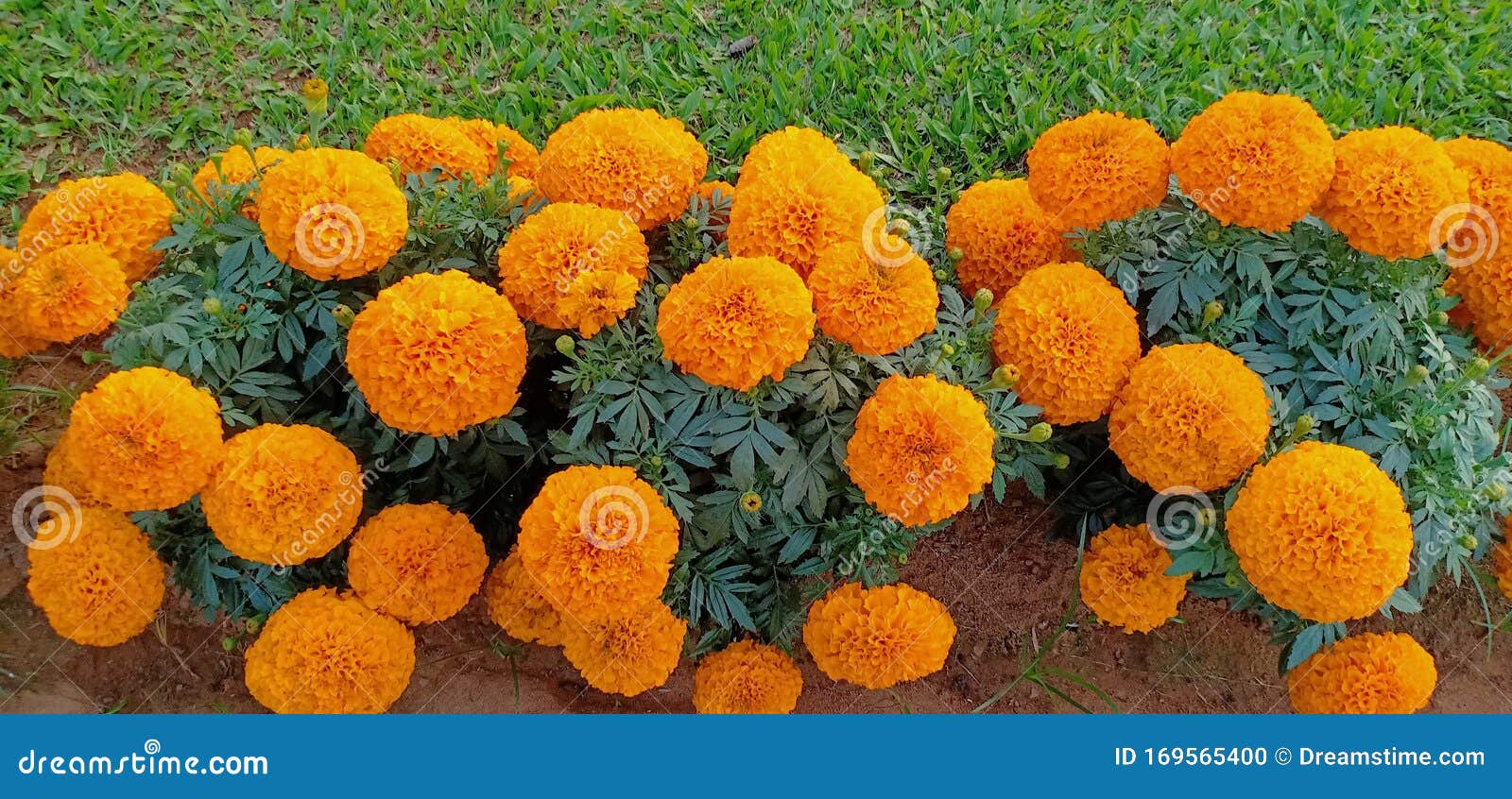Image of Marigold Flower in a Row Stock Photo - Image of butterfly, purpose: 169565400