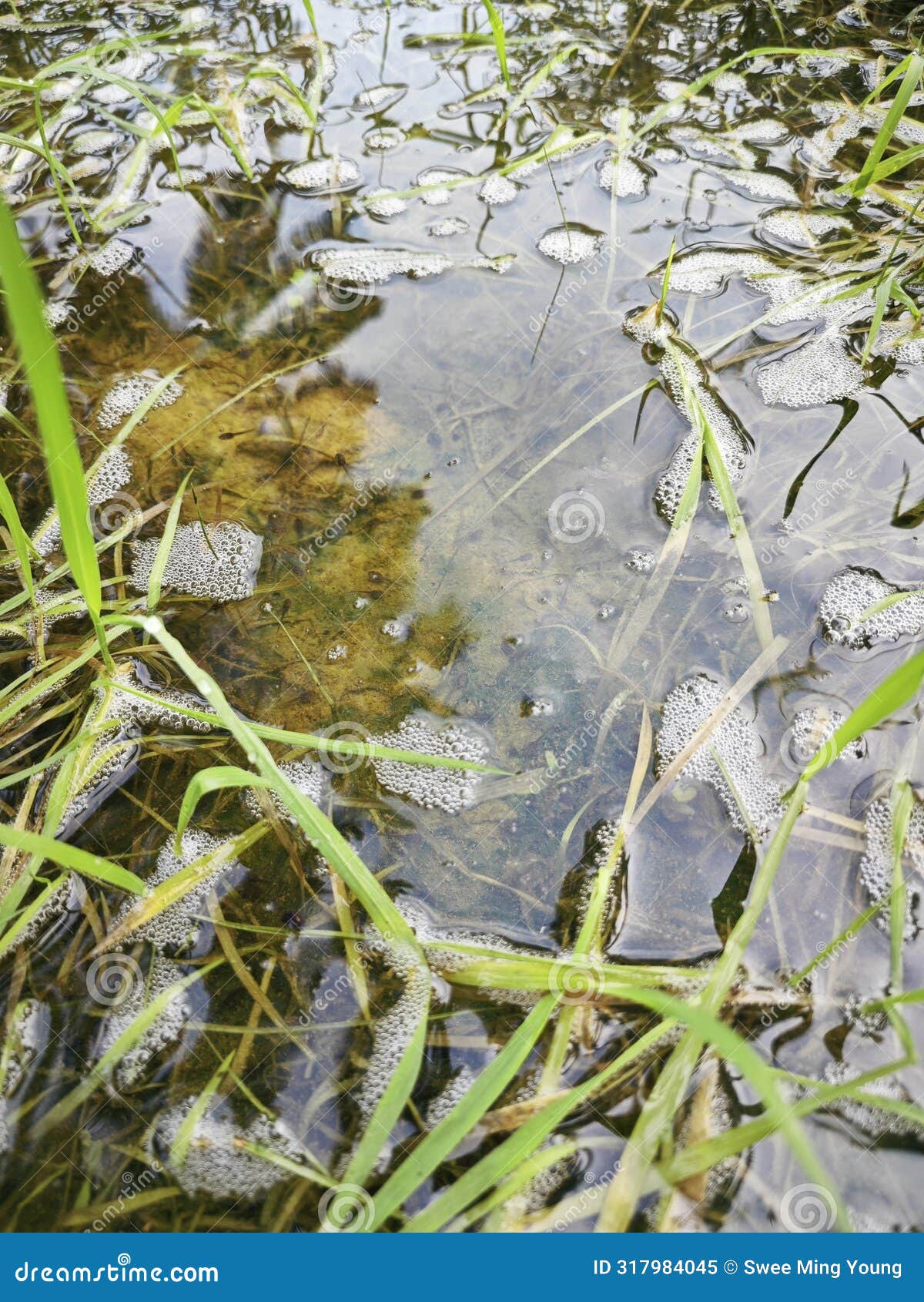 Marshy Bubble Foam Frog Eggs and Tadpoles in the Stagnant Pool of ...