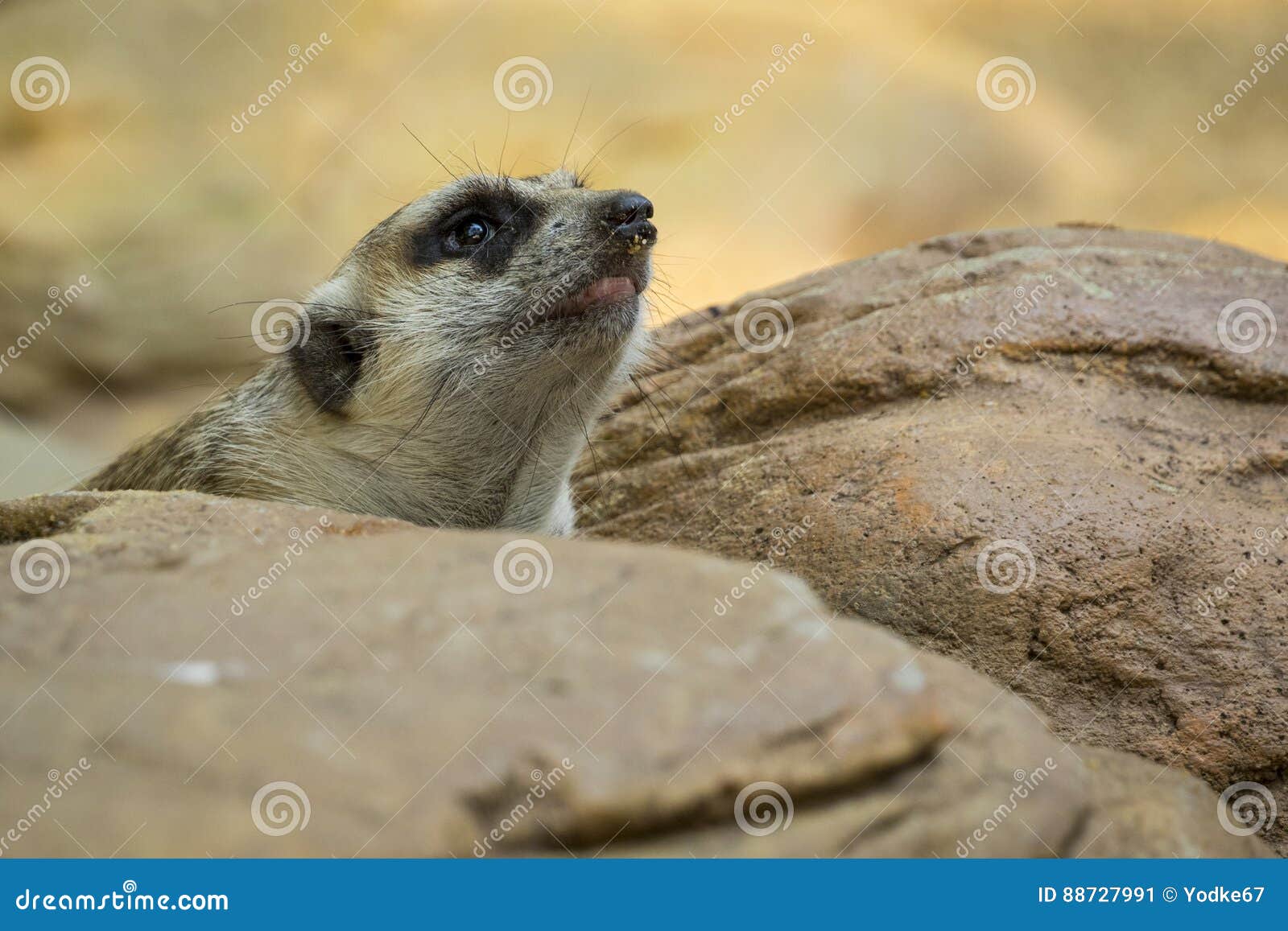 Image of a Meerkat or Suricate on Nature Background. Stock Image ...