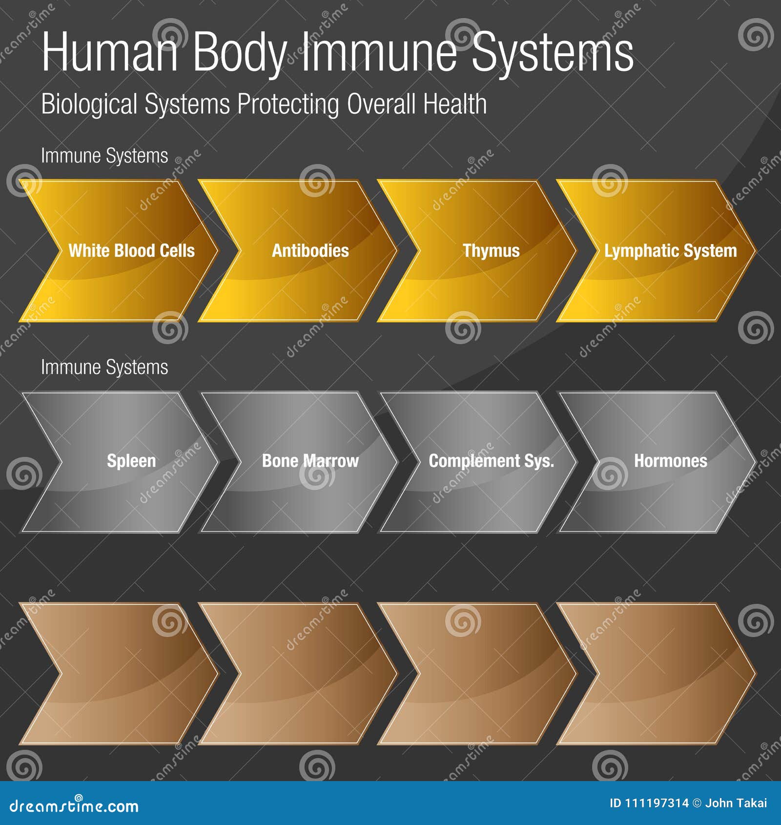 Human Body Immune Systems Chart Stock Vector - Illustration of chart ...