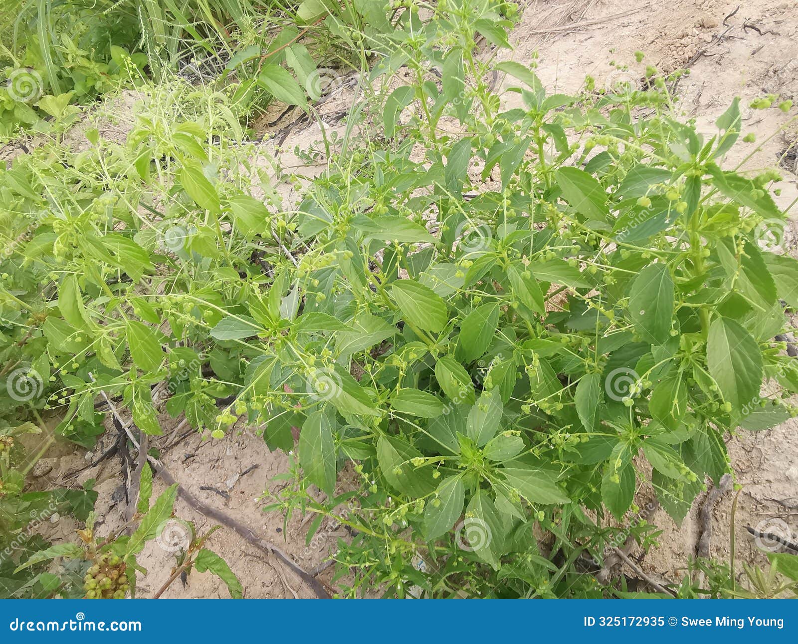 Micrococca Mercurialis the Wild Annual Weed Plant with Tiny Seeds on ...