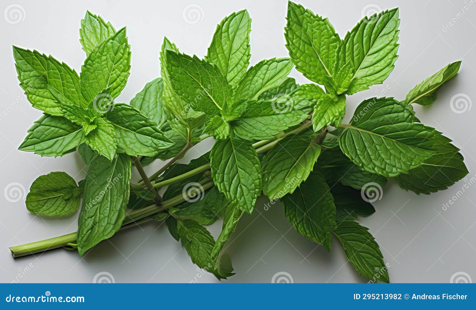 Image of a Mint Branch on a White Background. Stock Photo - Image of ...