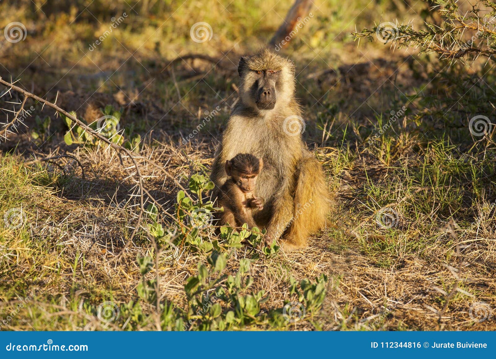 Image of monkey baboons stock photo. Image of primate - 112344816