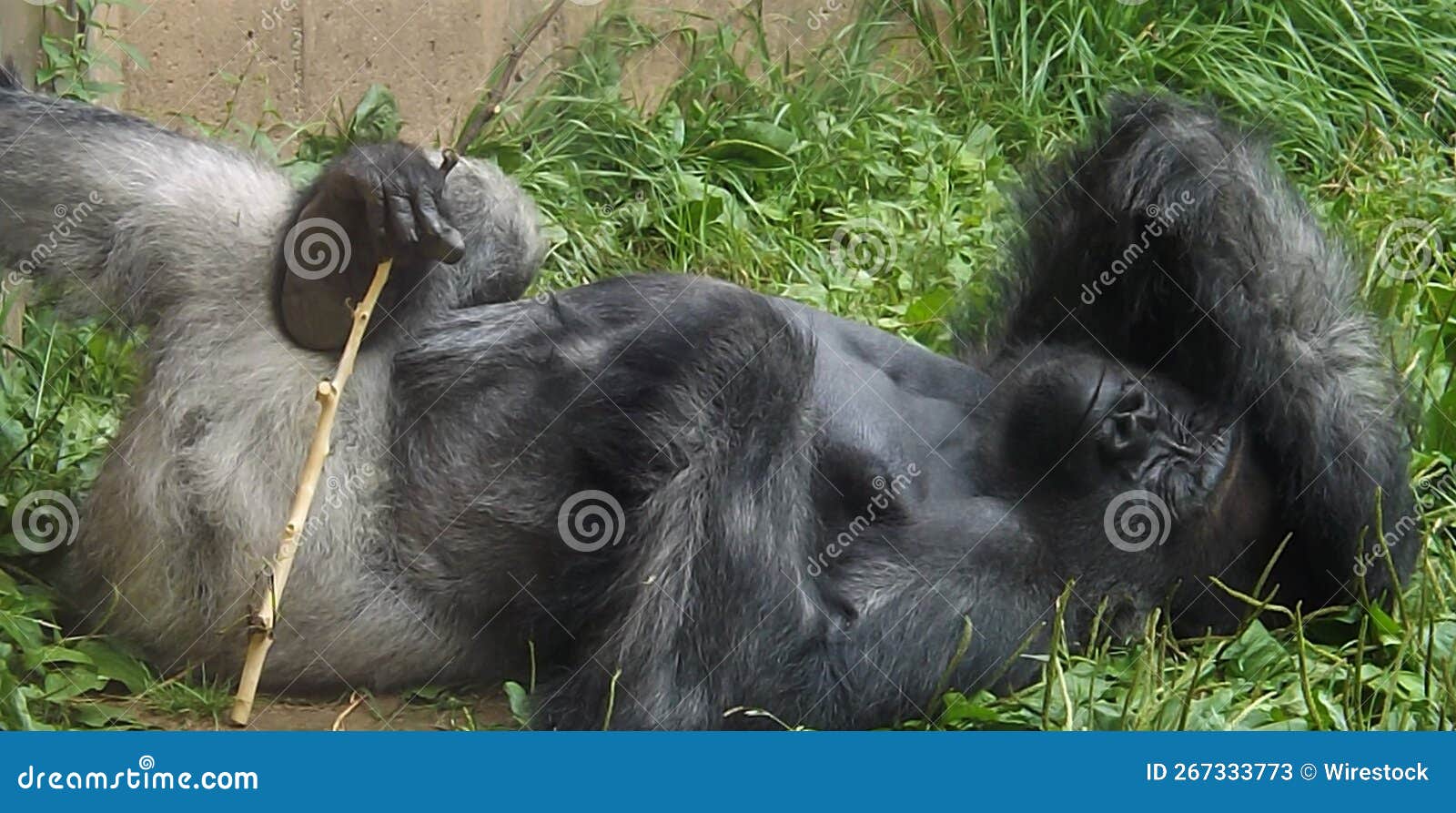 Image of a Monkey Laying on the Green Ground with a Branch of a Tree in ...