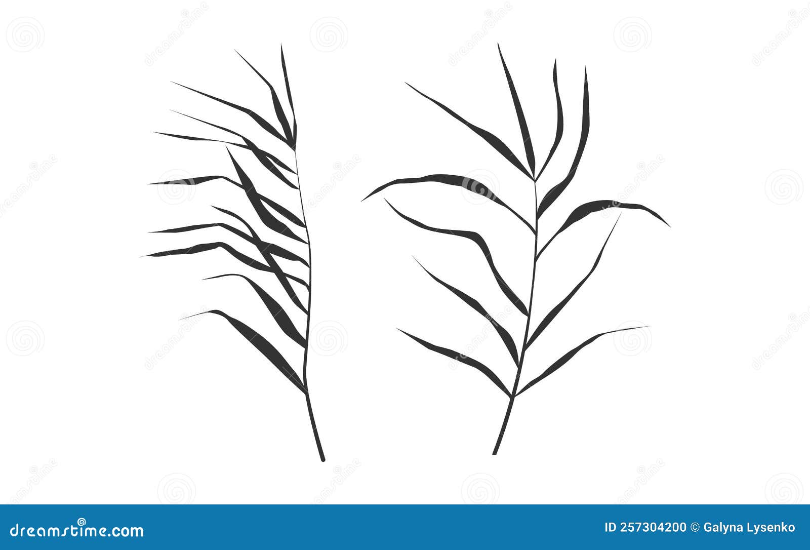 Image of a Monochrome Reed or Bulrush on a White Background.Isolated ...