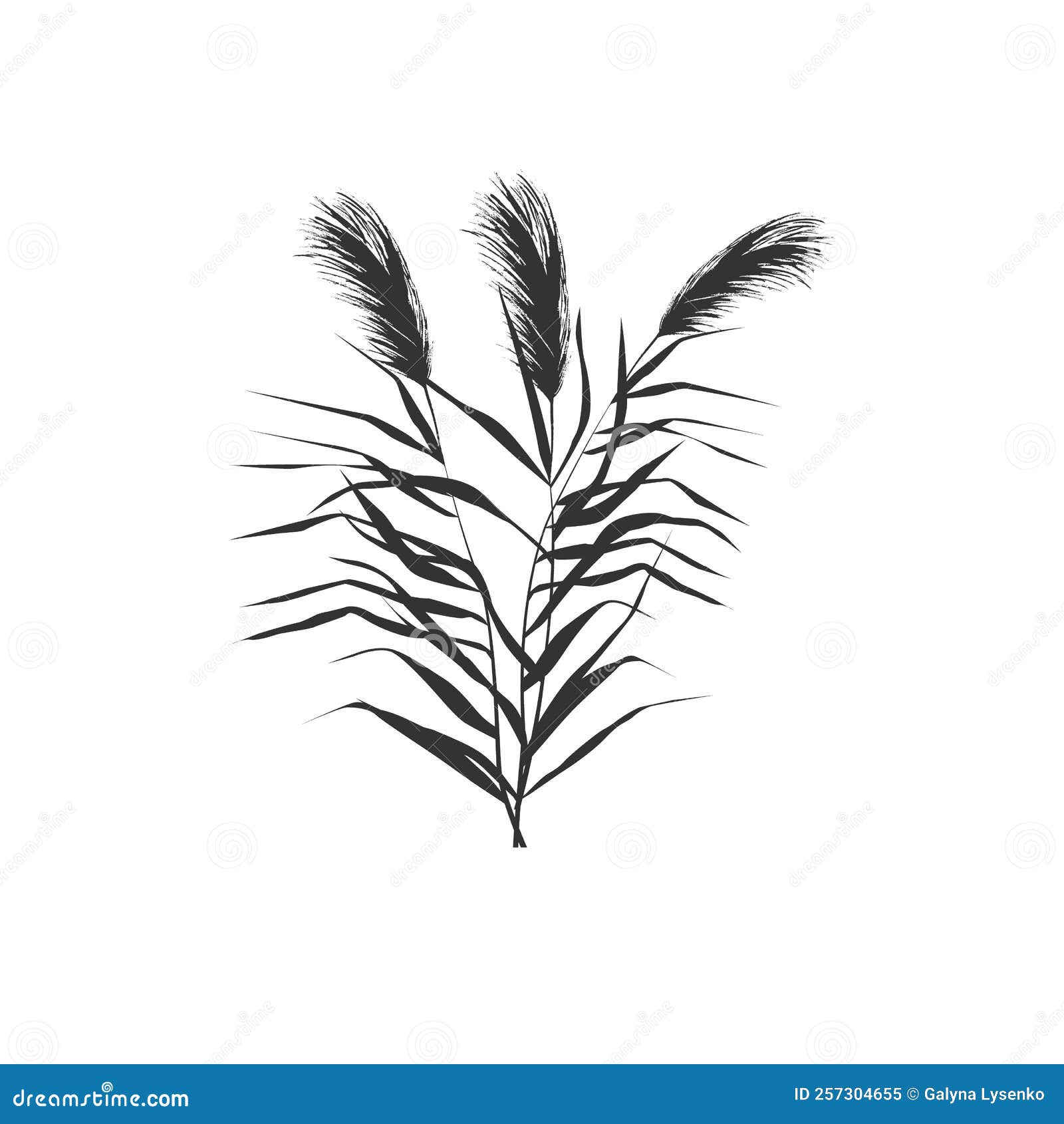 Image of a Monochrome Reed or Bulrush on a White Background.Isolated ...