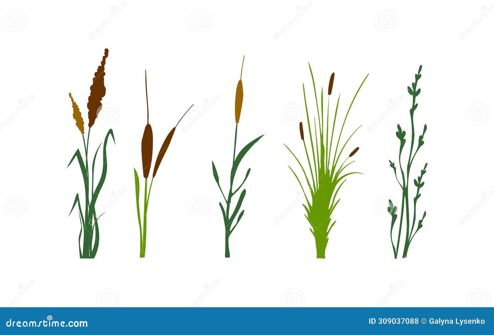 Image of a Monochrome Reed,grass or Bulrush on a White Background ...