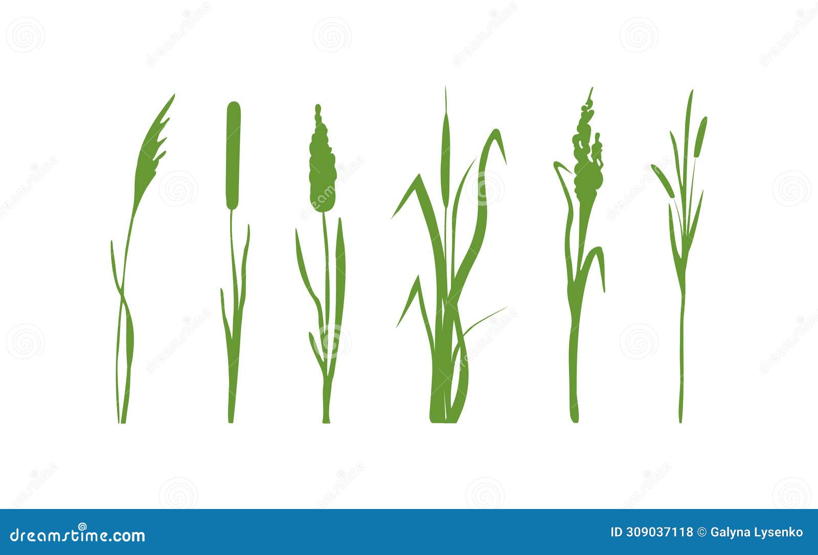 Image of a Monochrome Reed,grass or Bulrush on a White Background ...